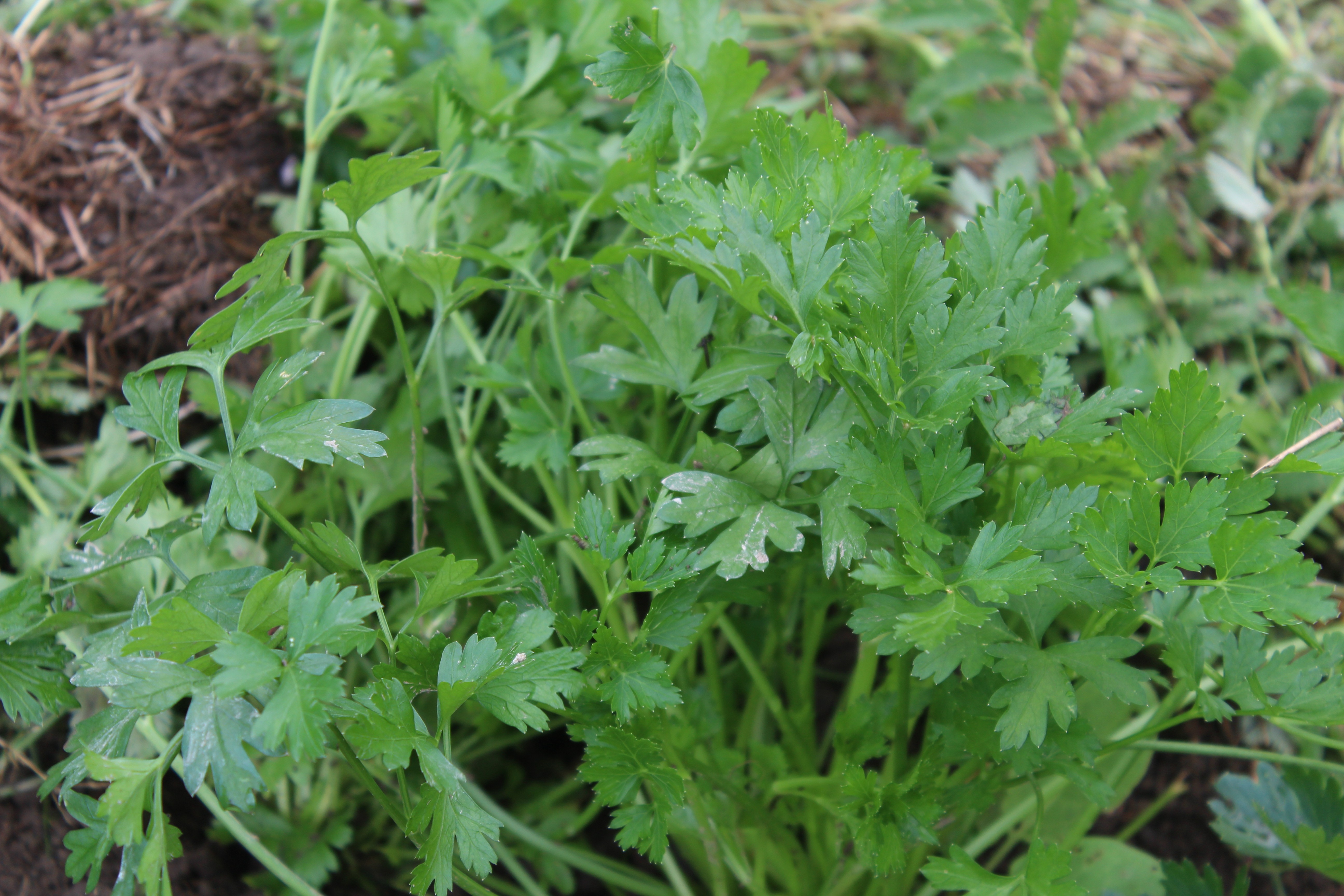 Persil Plat – Terracines