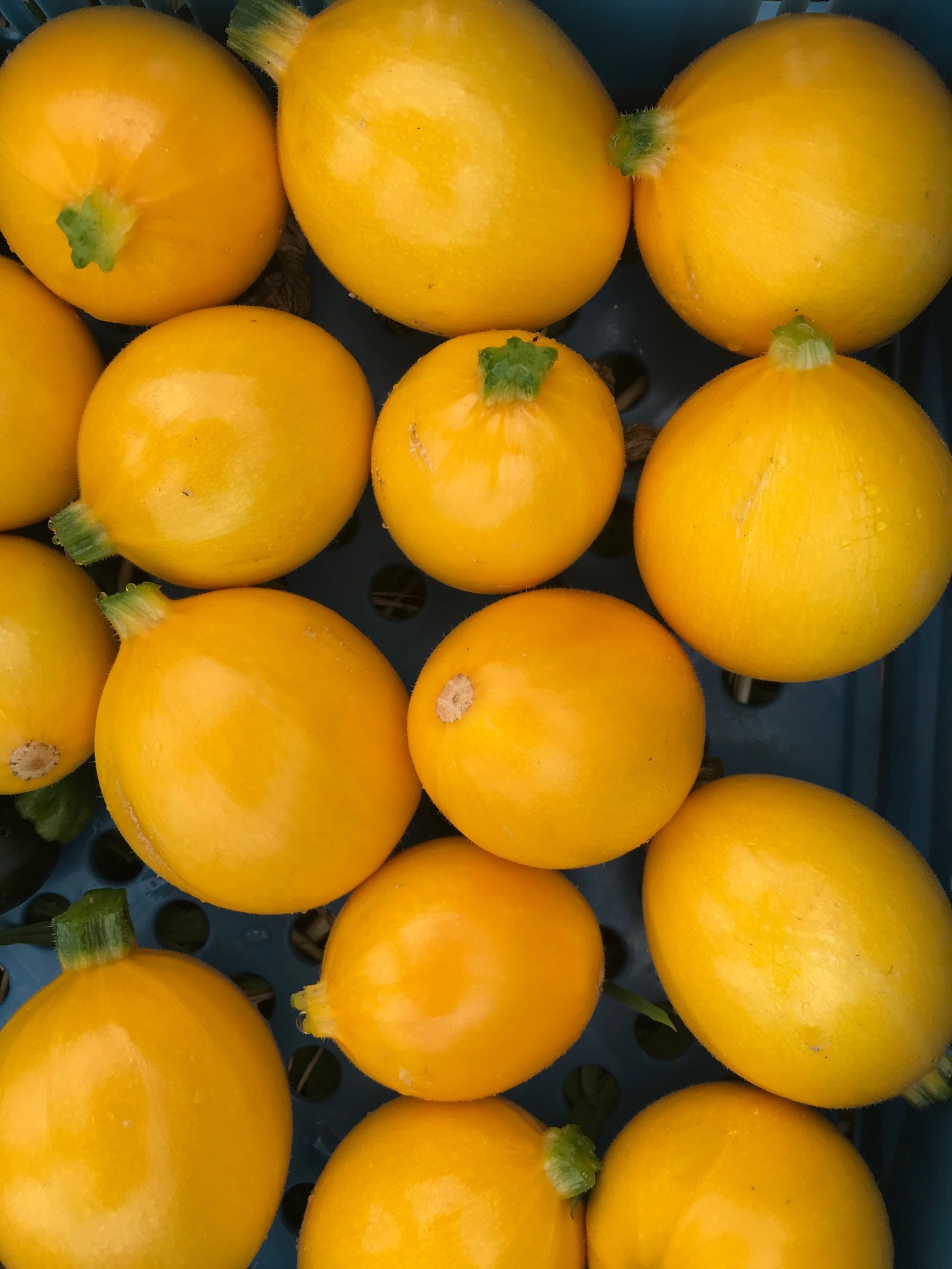 courgette ronde jaune